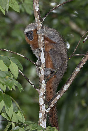Expedition finds the Fire-Tailed Titi monkey and its places of ...