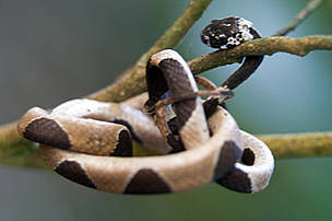 Dia e noite em busca de cobras e lagartos | WWF Brasil