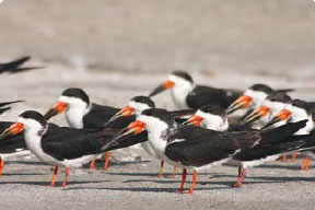 WWF-Brasil lança publicação sobre aves migratórias no Pantanal | WWF Brasil