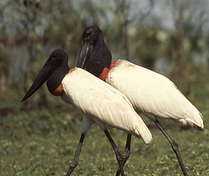 Diálogos pela biodiversidade em Brasília | WWF Brasil
