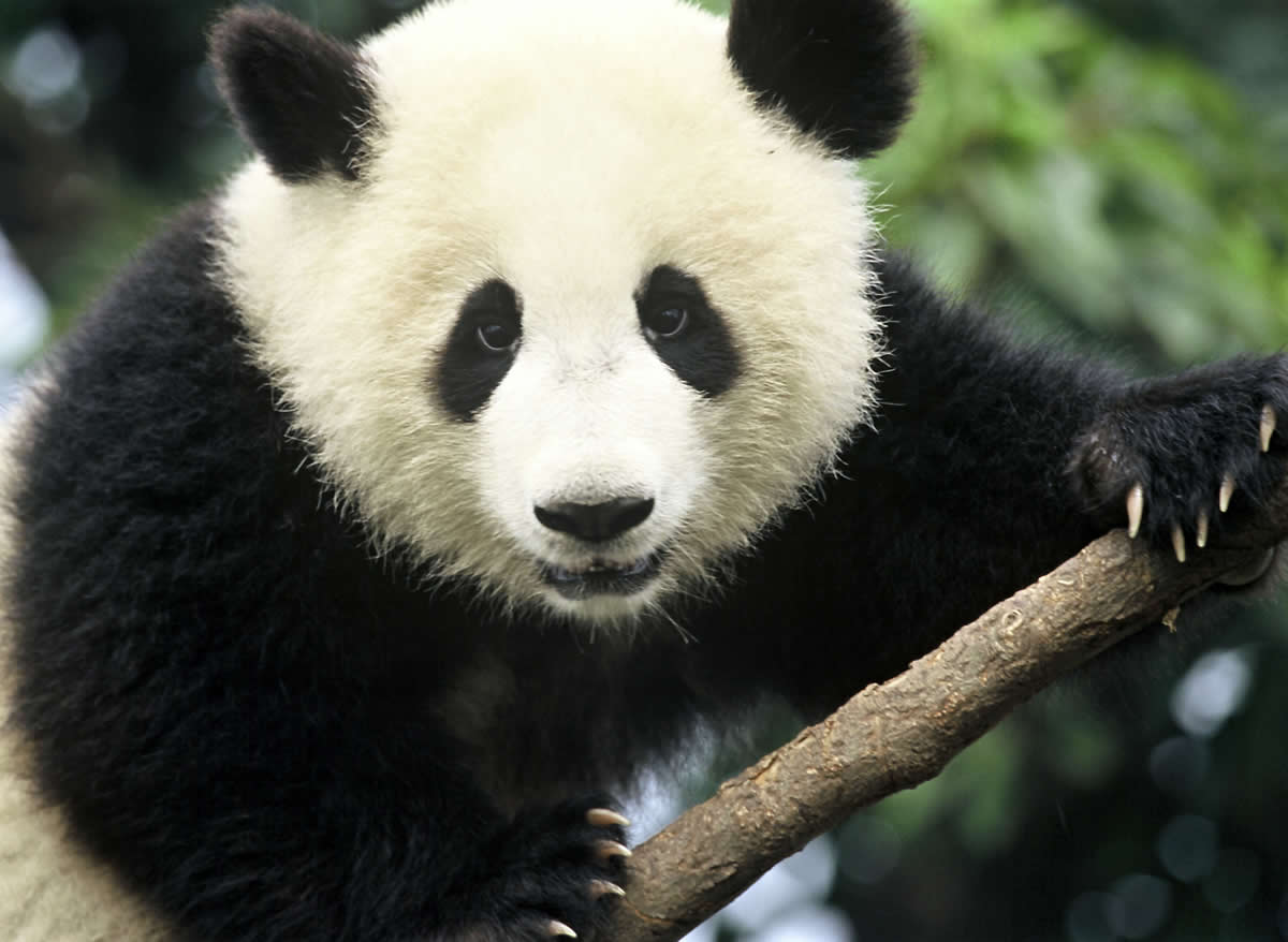 Pesquisa mostra que número de ursos panda aumentou | WWF Brasil