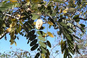 Sucupira | WWF Brasil