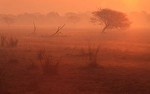 Rede WWF destaca compromisso do Basic sobre clima | WWF Brasil