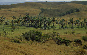 Mosaico promove uso equilibrado do Cerrado | WWF Brasil